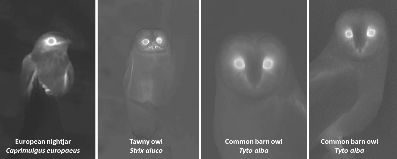 Hints of infrared adaptations in birds – infraredadaptations.co.uk